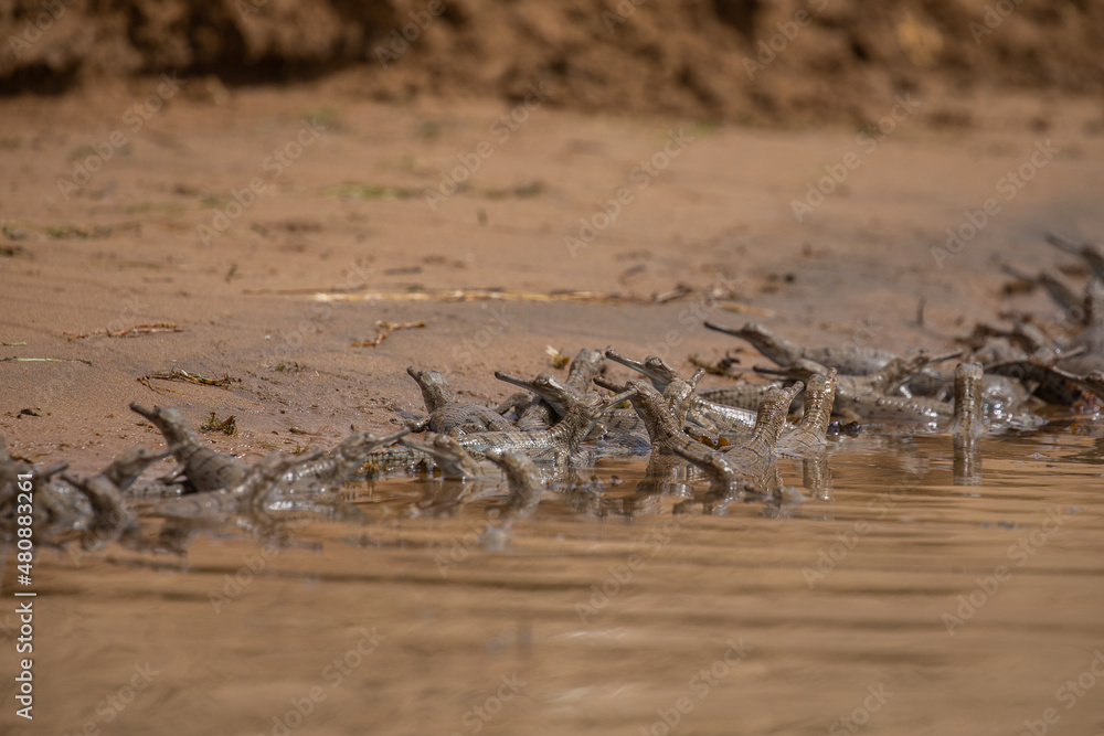 Indian gavial in the nature habitat, chambal river sanctuary, Gavialis ...