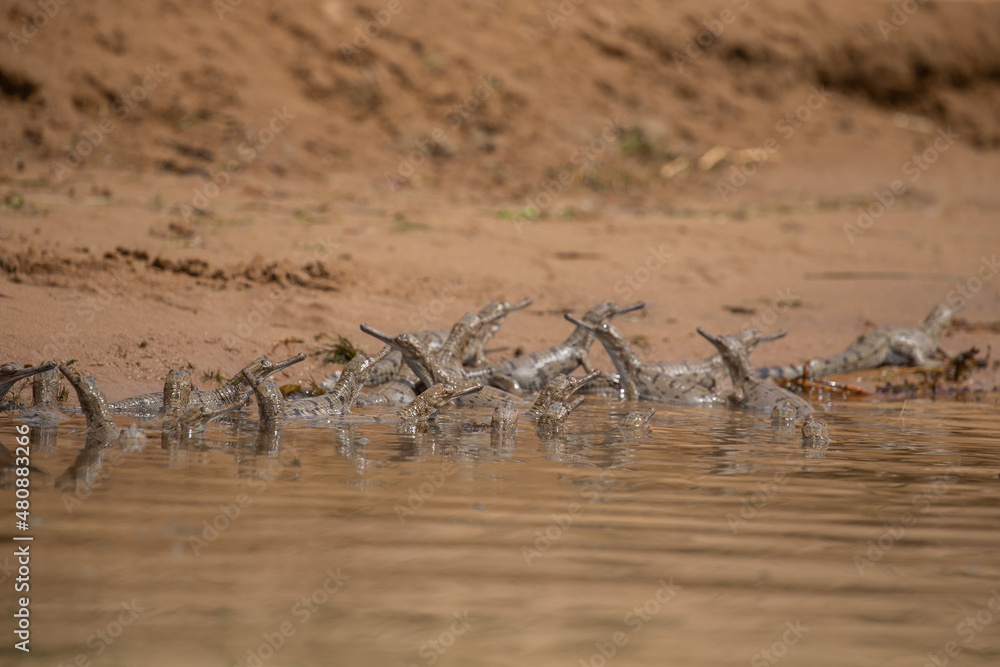 Indian gavial in the nature habitat, chambal river sanctuary, Gavialis ...