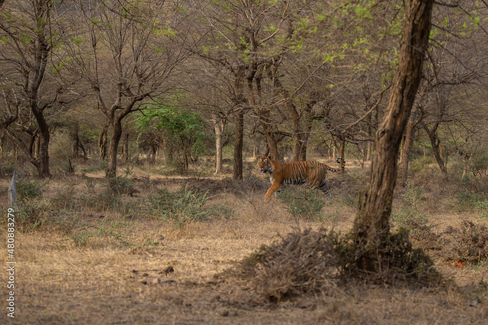 Tiger in the nature habitat. Tiger male walking head on composition ...