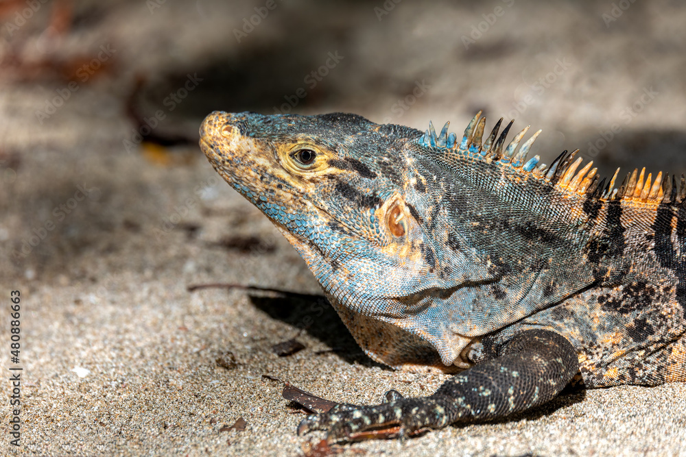 Head portrait of very impressive lizard black spiny-tailed iguana ...