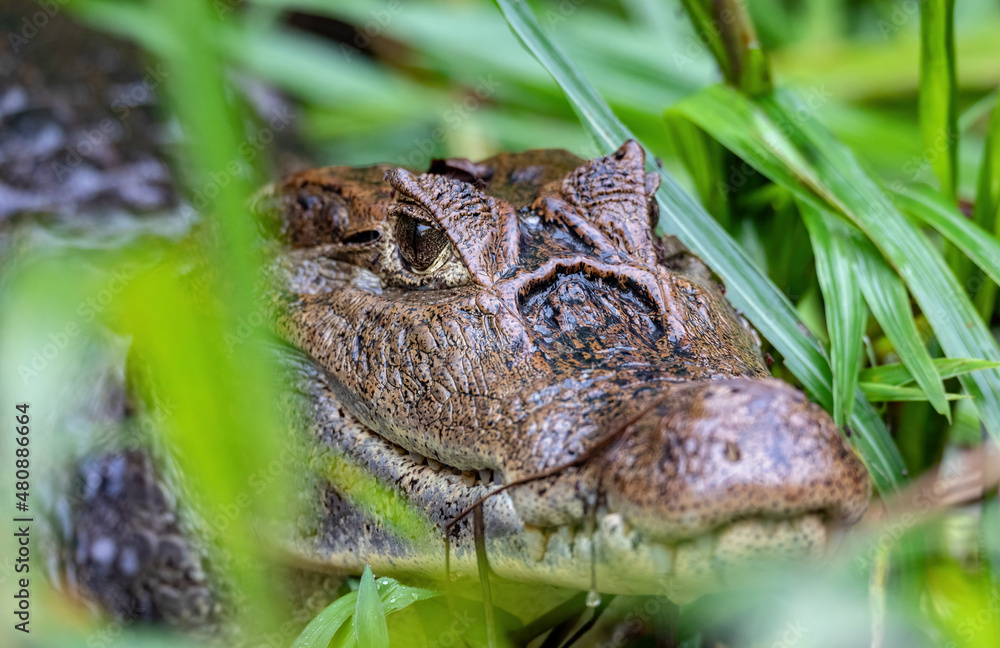 Spectacled caiman (Caiman crocodilus) or Common Caiman, crocodilian ...