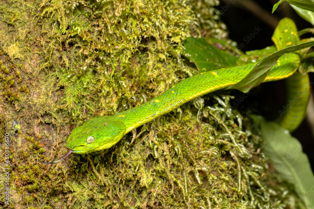 Green Snake Species