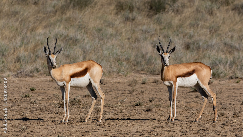 Side view of two standing springbok in the Kgalagadi Transfrontier Park ...