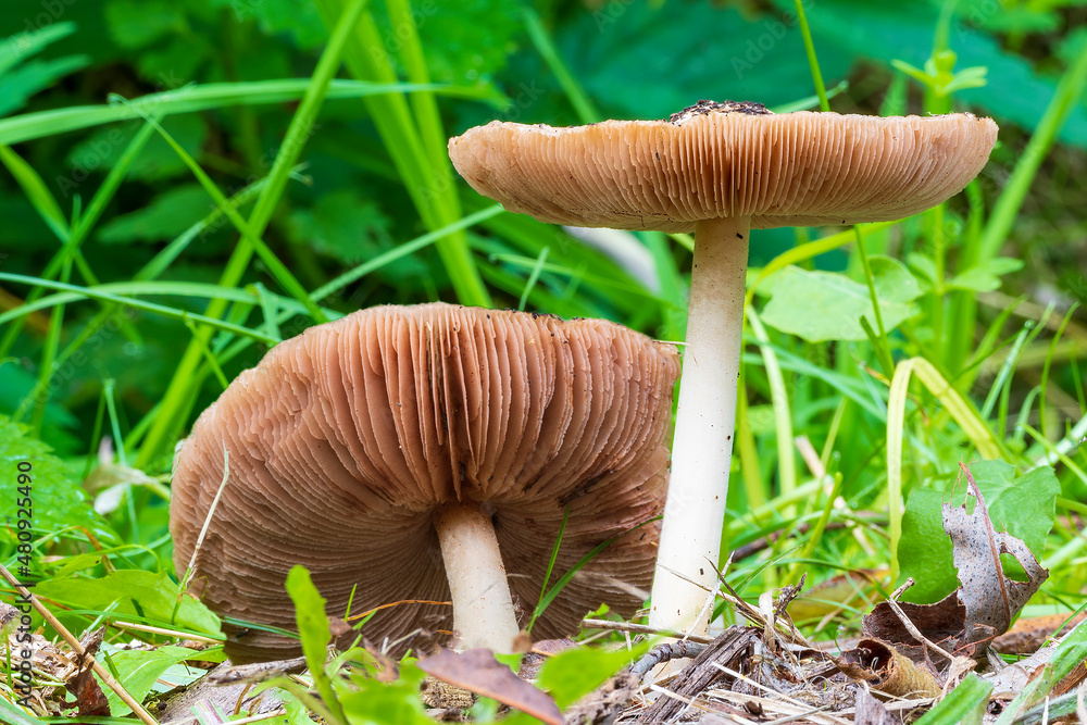 These two big sheath mushroom (Volvariella Gloiocephala) in the ...