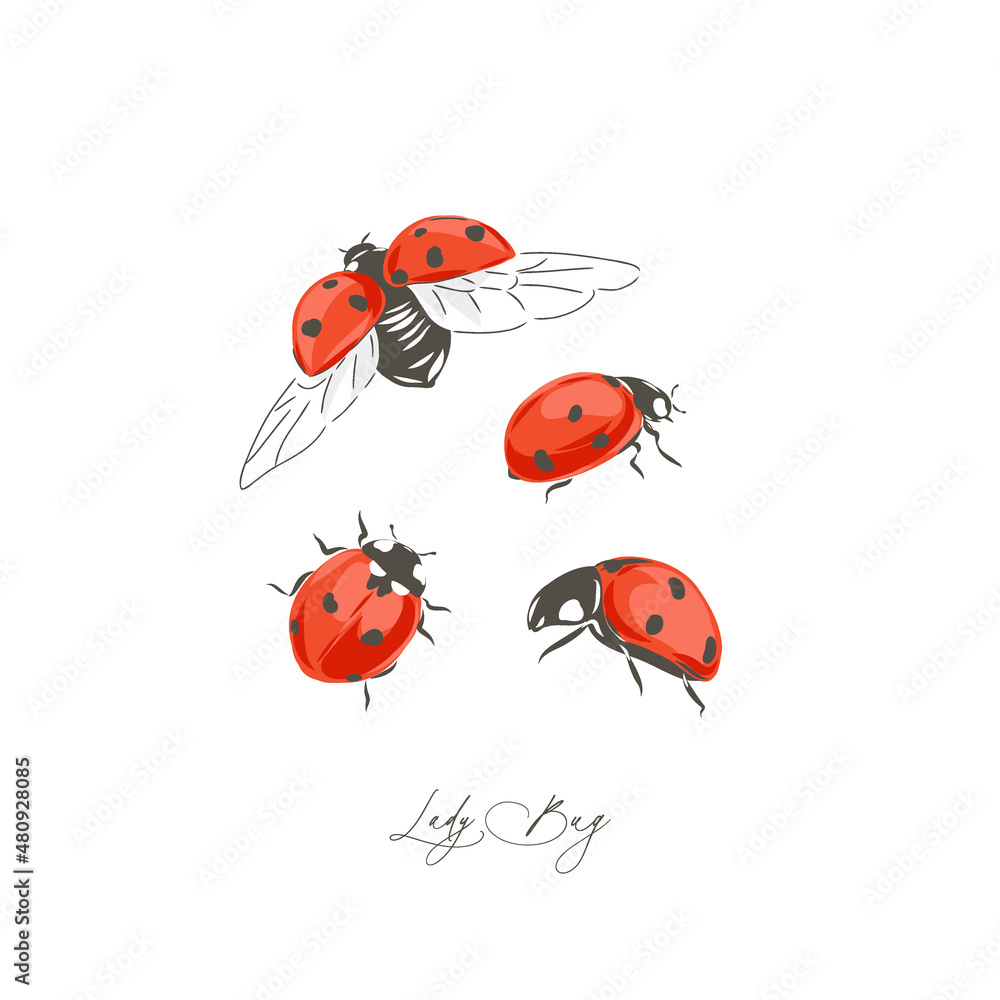 Ladybug insect hand drawn vector illustration set isolated on white ...