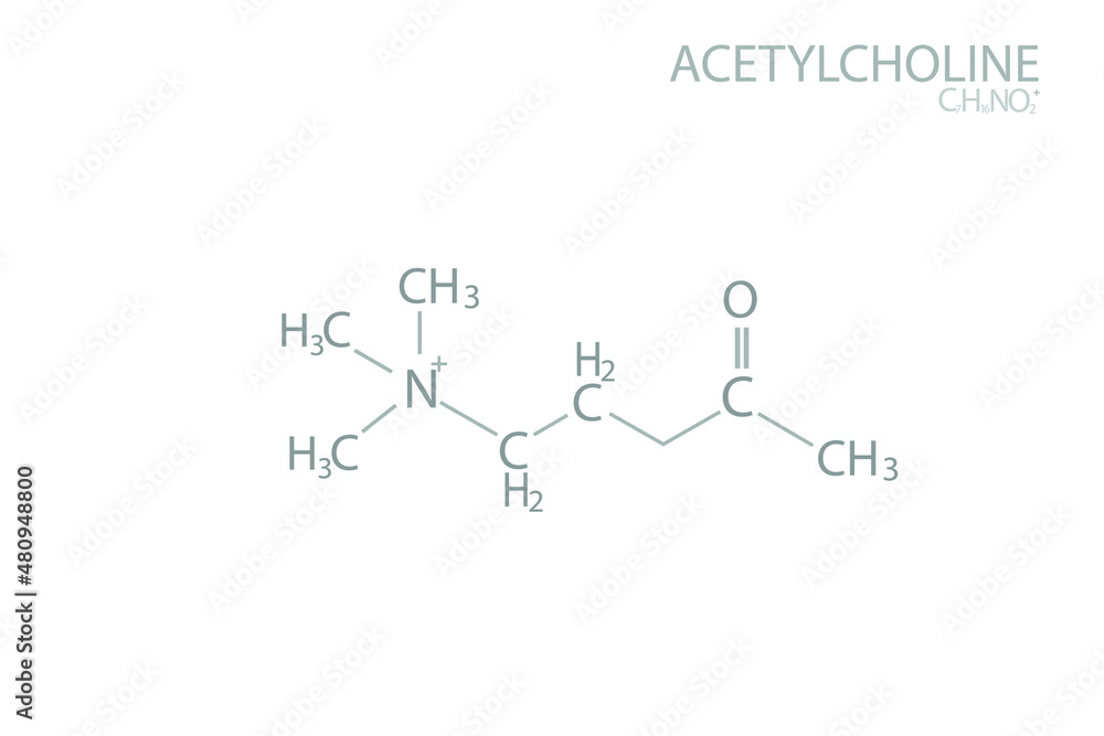 Acetylcholine molecular skeletal chemical formula. Stock Vector | Adobe ...