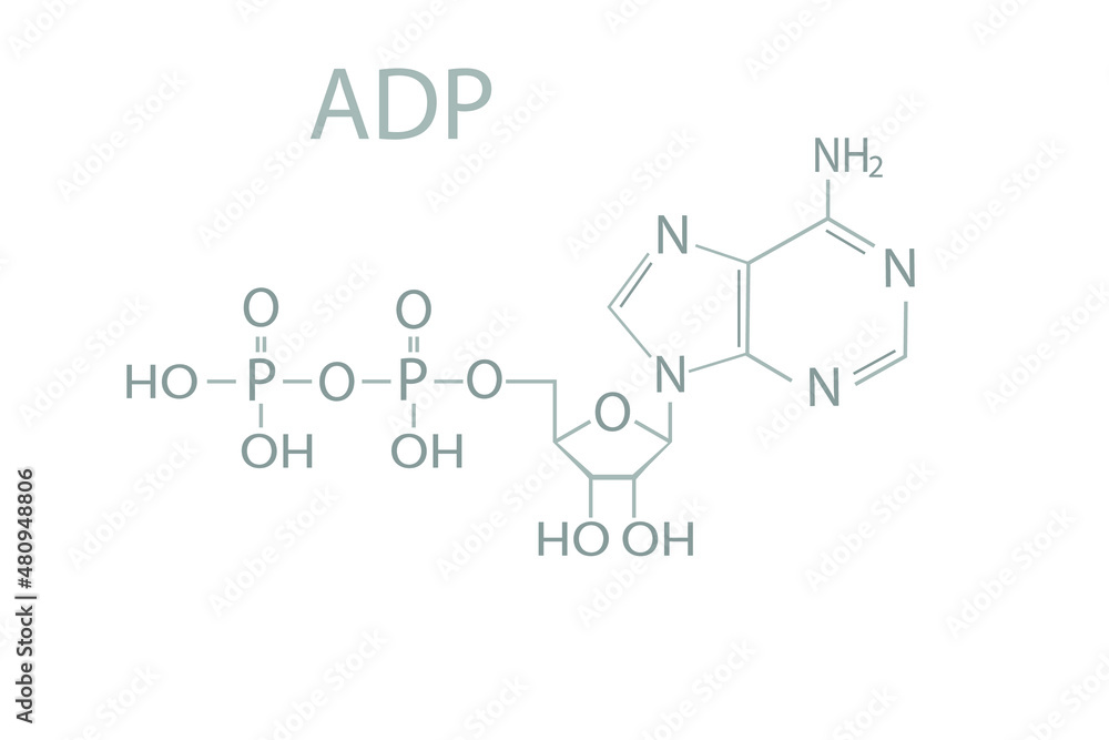 Adenosine diphosphate (ADP) molecular skeletal chemical formula. vector ...