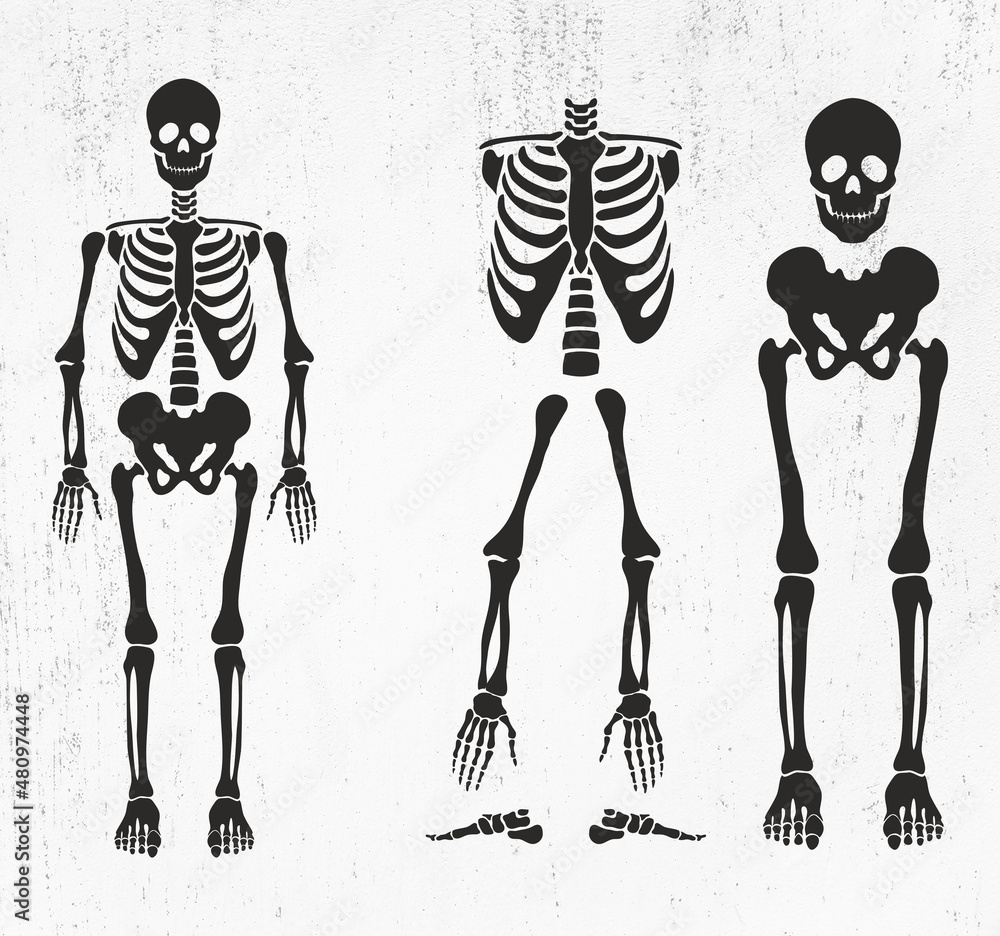 Skeleton SVG, Skeleton parts Svg, Skeleton Png, Skeleton Cut File ...