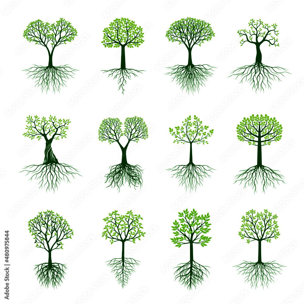 Set of Trees with Roots and Leaves and Roots. Vector Illustration ...