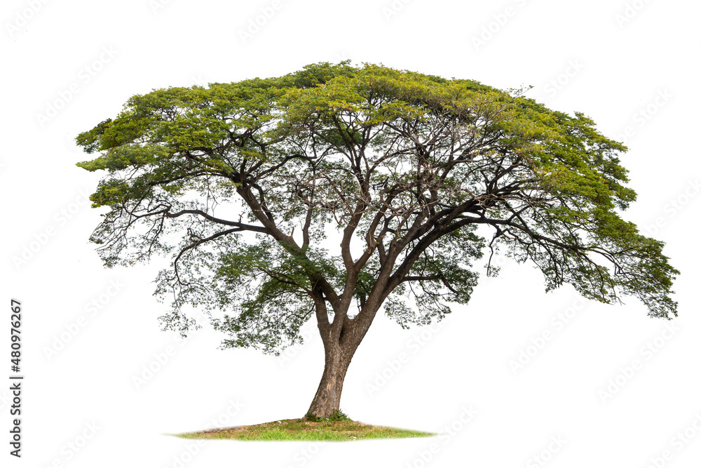 Samanea saman tree isolated on white(Samanea saman (Jacg.) Merr. Stock ...