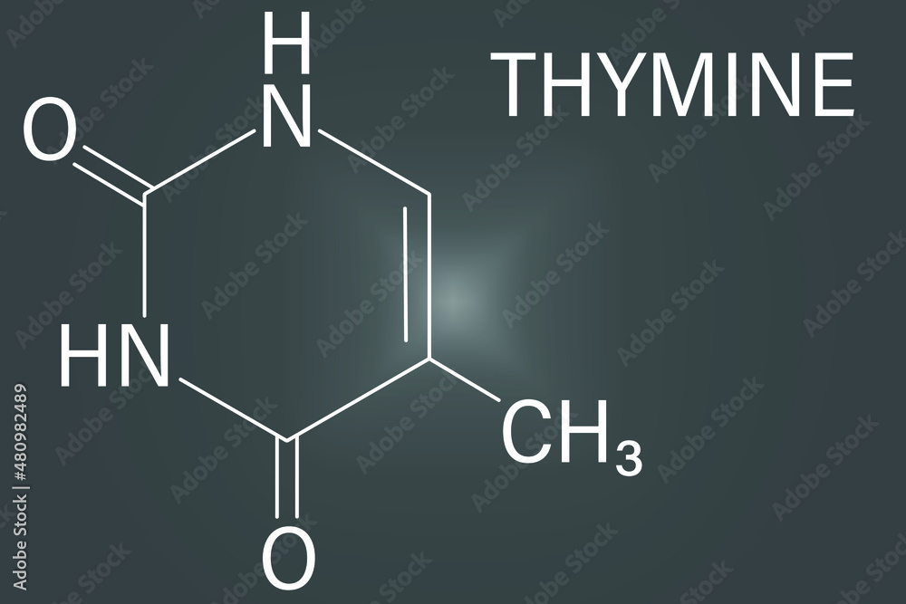 Thymine nucleobase molecule. present in DNA. Skeletal formula. Stock ...