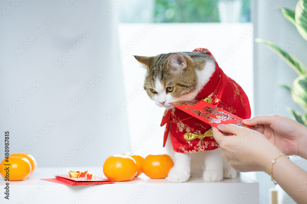 Foto de chinese new year concept with woman hand giving red envelope ...