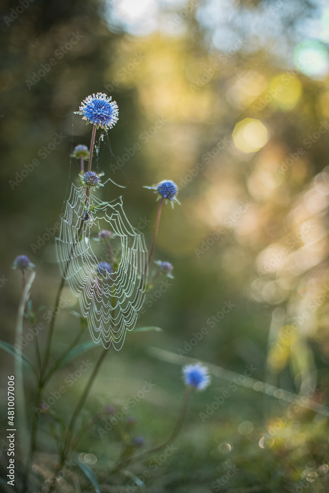 wild barbed flower with spider web below soft focus vertical natural ...