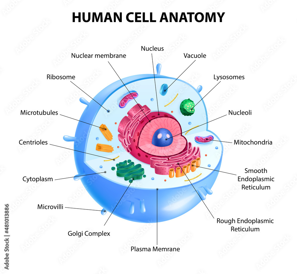 Human Cell Diagram Stock Vector Adobe Stock
