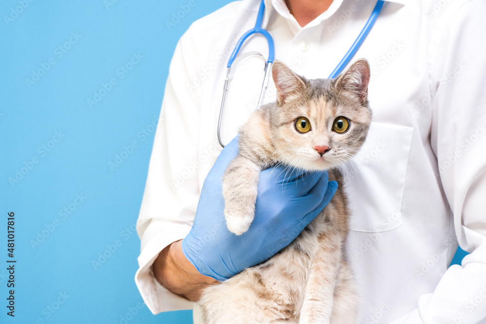 Veterinary examination of the cat. kitten at the veterinarian. Animal ...