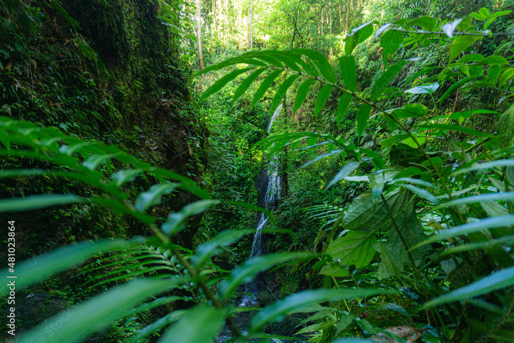 Poster Discover the jungle from all the points of view – Wall Art ...