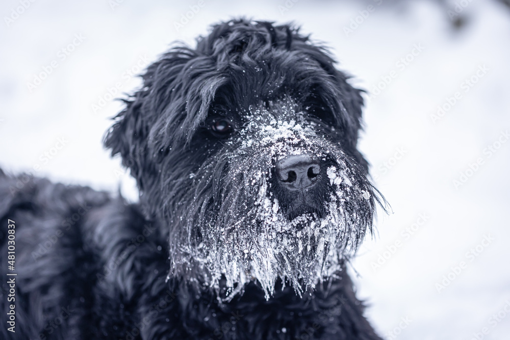 Beautiful black dog Giant Schnauzer on a walk in winter in snowy ...