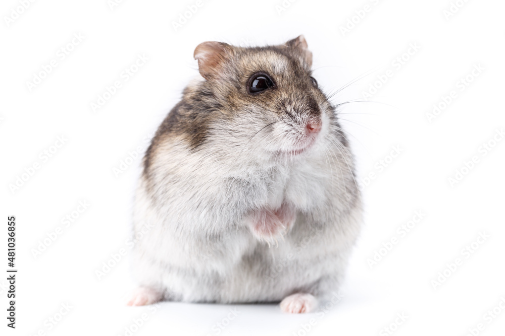 Dwarf gray hamster isolated on white background.Cute baby hamster ...