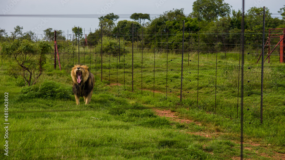 Photo of a lion behind a fence. The lion roars. Stock Photo | Adobe Stock