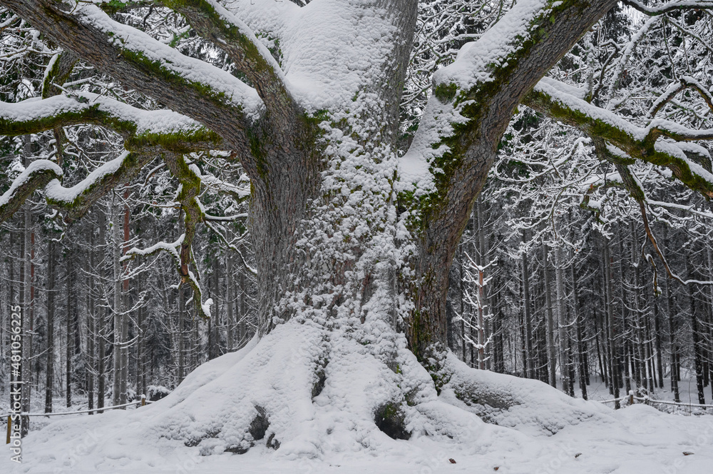 Giant oak tree of Paavola Stock Photo | Adobe Stock