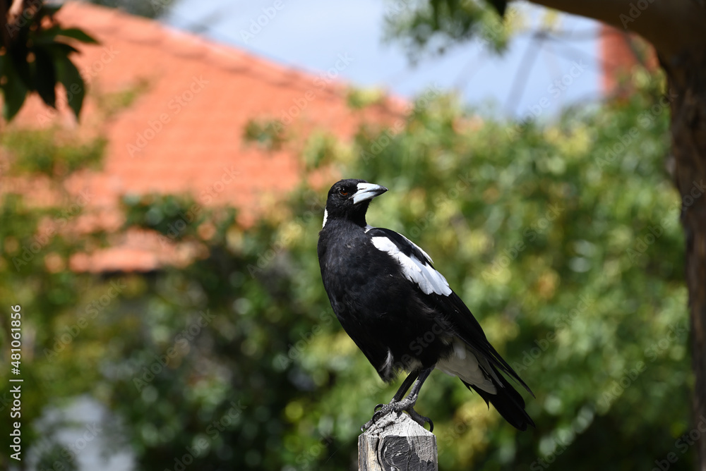 Regal-looking Australian magpie perched atop a wooden fence post, with ...