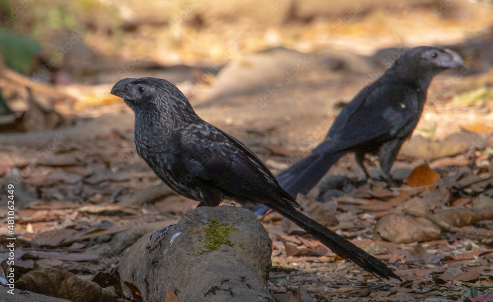 Crotophaga sulcirostris. Nature photo with blur and copy space. Black ...