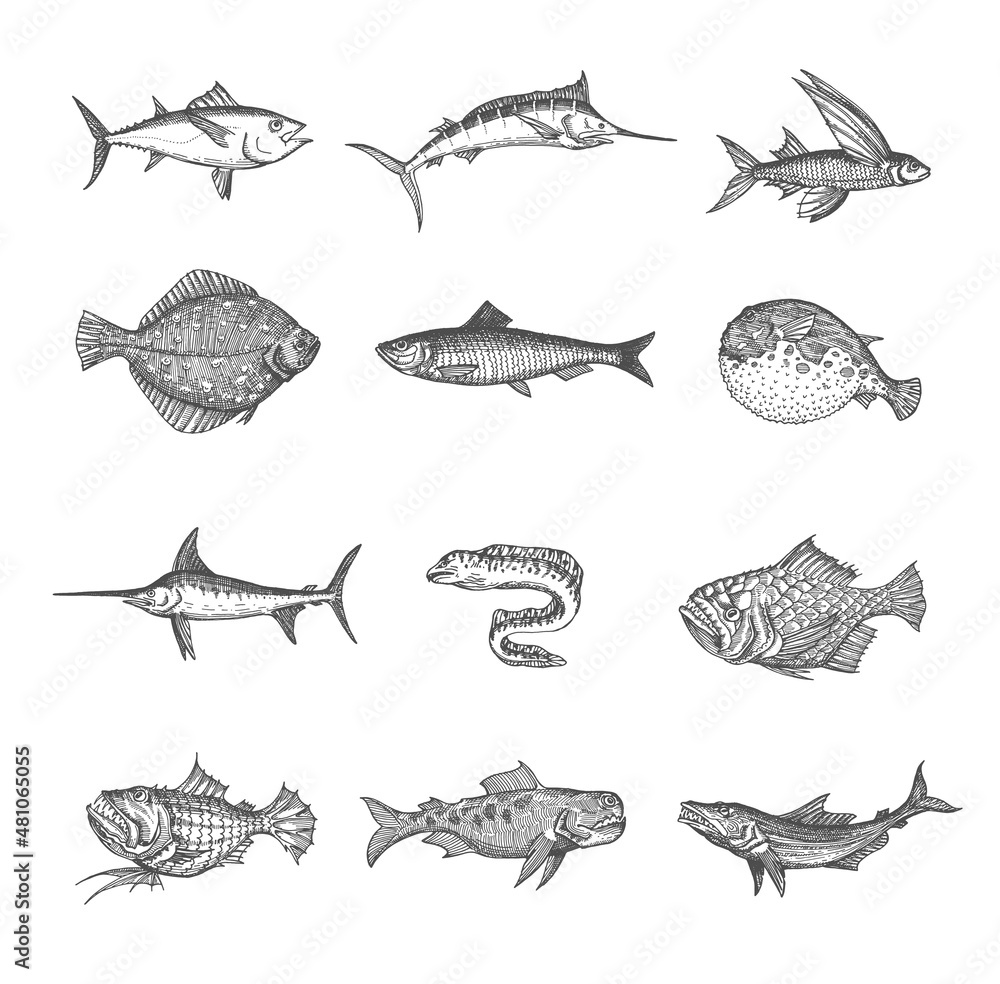 Sea and ocean isolated fish vector sketches. Tuna, blue marlin ...