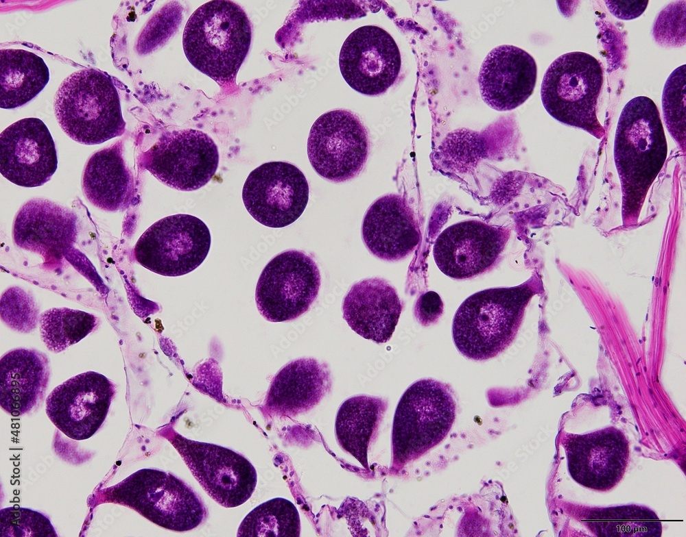 Animal tissue samples under the microscope in Lab. Stock Photo | Adobe ...