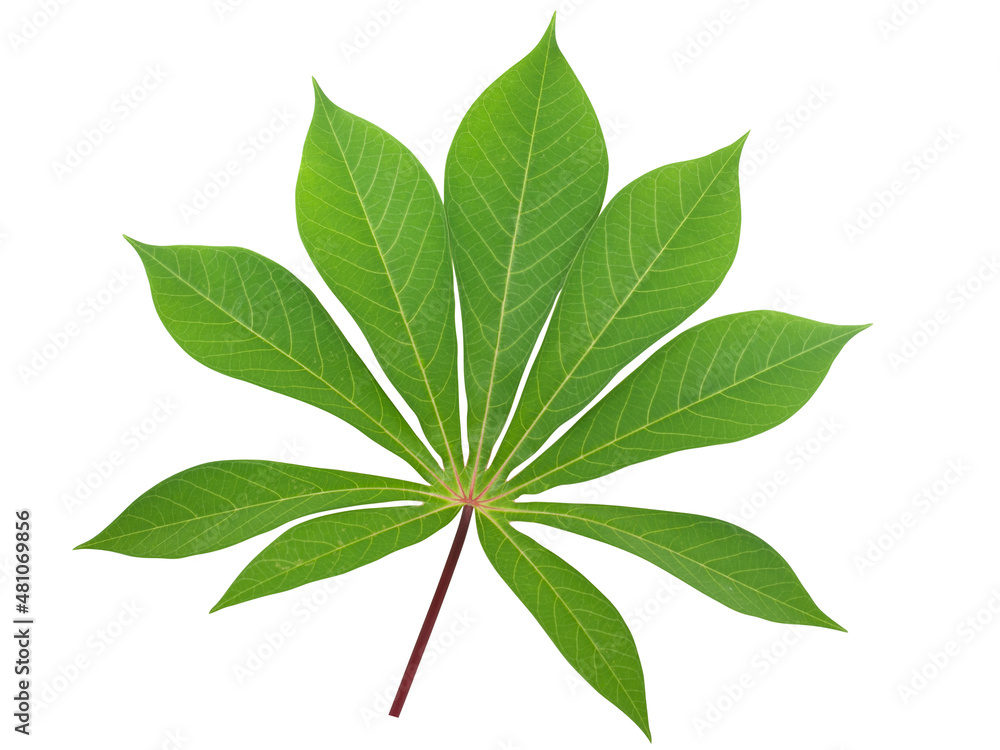 Cassava leaf isolated on white background Stock Photo | Adobe Stock