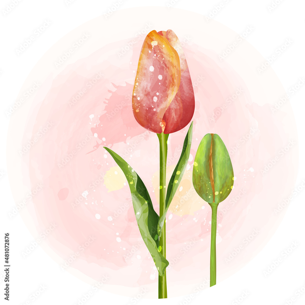 Tulips watercolor clipart illustration with pink background. Stock ...