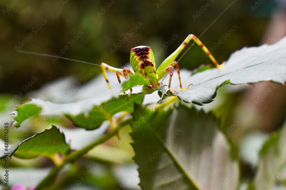 Photo & Art Print los insectos y el medio ambiente, Rocio