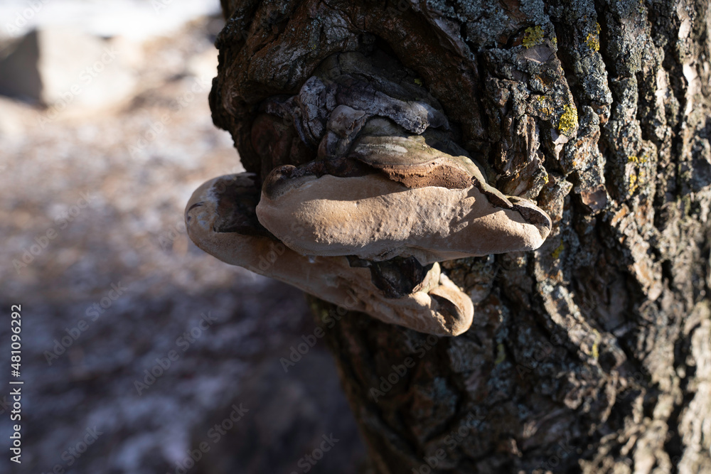 Fungi that destroy wood are called xylotrophic. Xylotrophs secrete ...