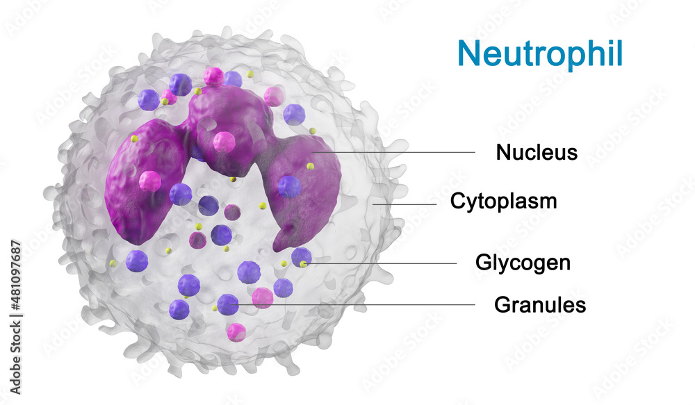 Leukocyte white blood cells inside a human vein. . 3d render. Stock ...