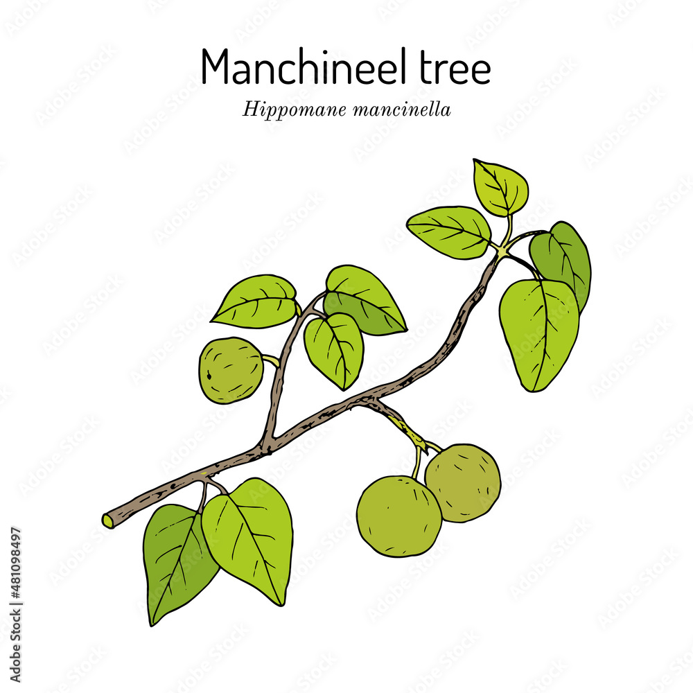 Manchineel tree or mancinella Hippomane mancinella , poisonous plant ...