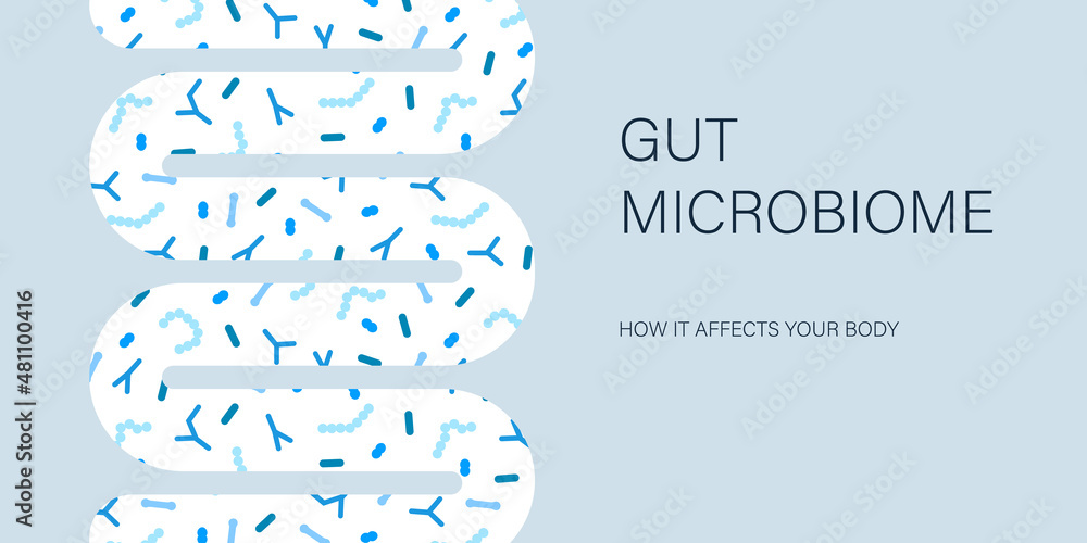 Gut microbiome banner. Human intestine microbiota with healthy ...