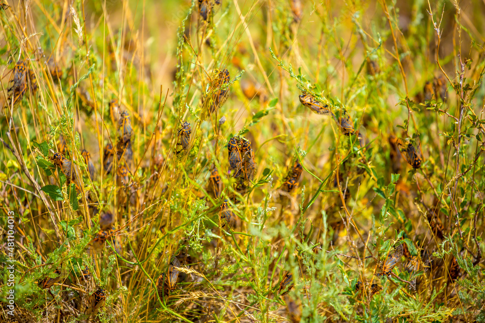 Insects cicadas devour agricultural plants, invasion of insect pests ...