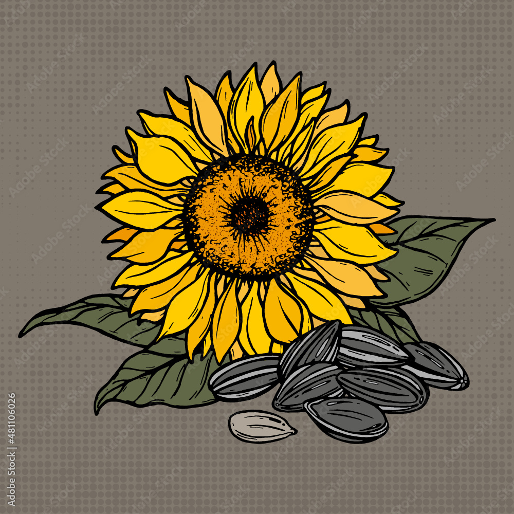 Sketch Of Sunflower And Seeds Hand Drawn Outline Sunflower And Seeds
