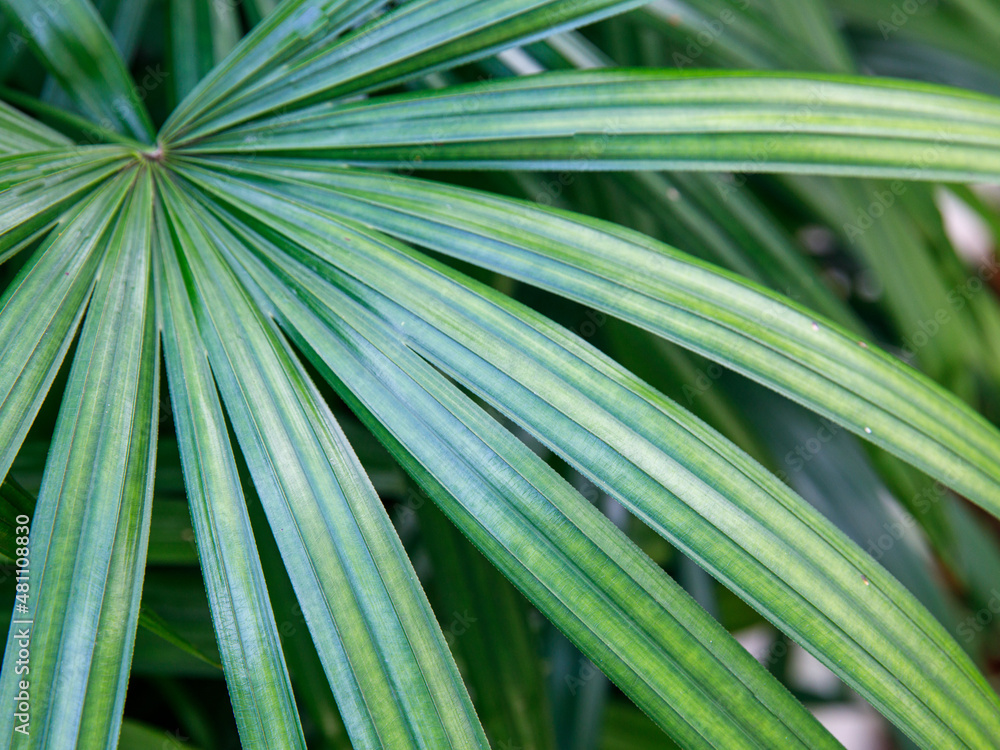 Leaf of Rhapis humilis Blume tree close up top view. Dark green leaf ...