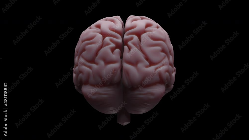 A rotating human brain with blue scan lines. 3D animation that loops ...