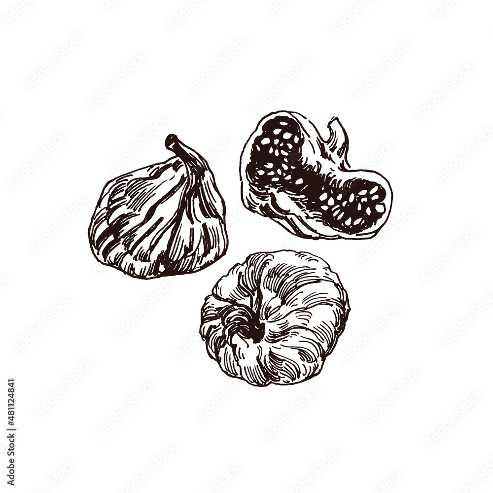 Drawing of dried fig fruits, close up food illustration, line art flat ...