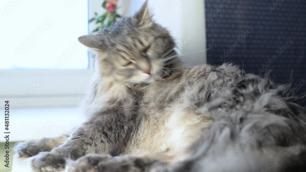 Wet gray fluffy cat washes his face, licks his hair after bath lying ...