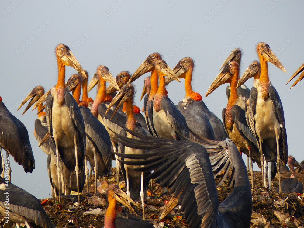 Greater Adjutant Storks at Guwahati rubbish dump in Assam, India Stock ...