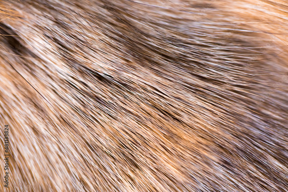 Fox fur close up. Redhead animal fur background, fur pile texture. Eco ...
