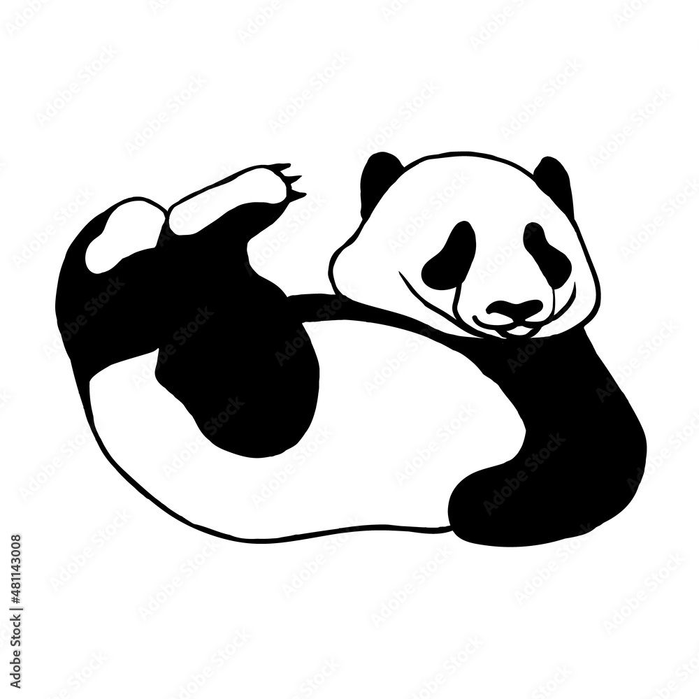 Panda bear lying on its back,playful,isolated on a white background ...