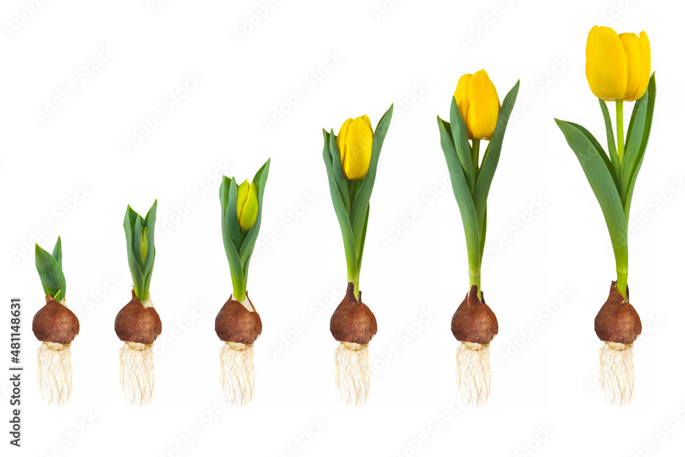 Growth stages of a yellow tulip from flower bulb to blooming flower ...