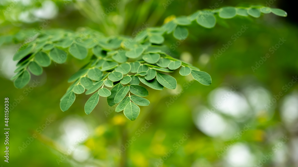 Moringa oleifera is a fast-growing, drought-resistant tree of the ...