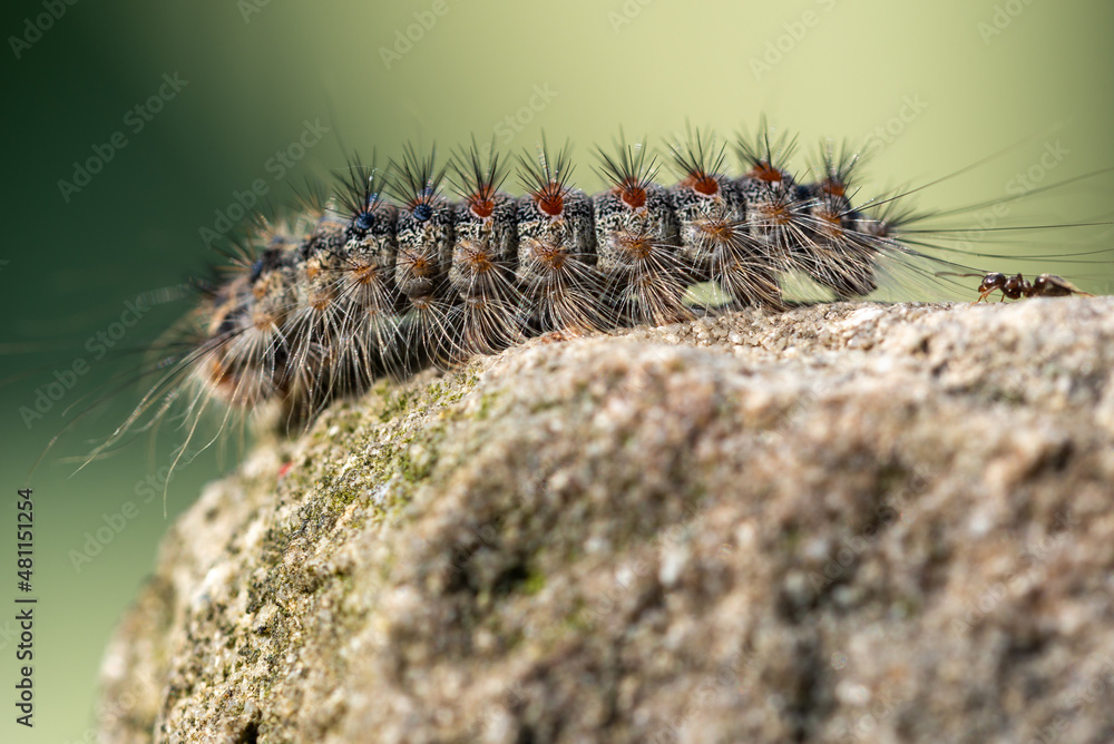 Larwa motyla w pełnej rozciągłości. Stock Photo | Adobe Stock