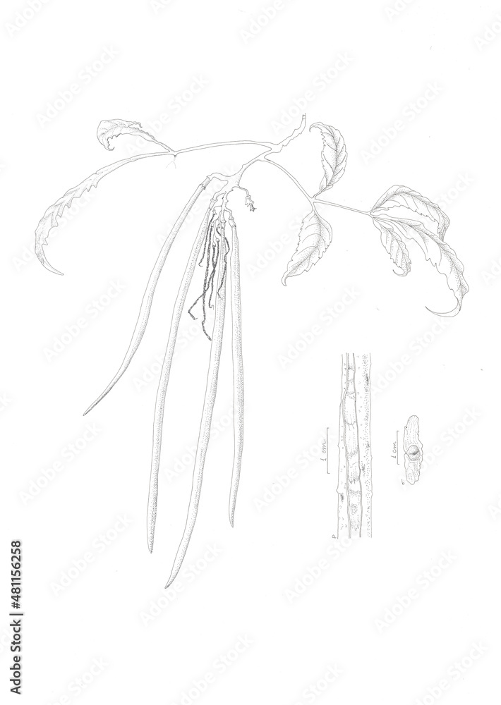 Tecoma stans fruits with enlarged details of pods, seeds with papery ...