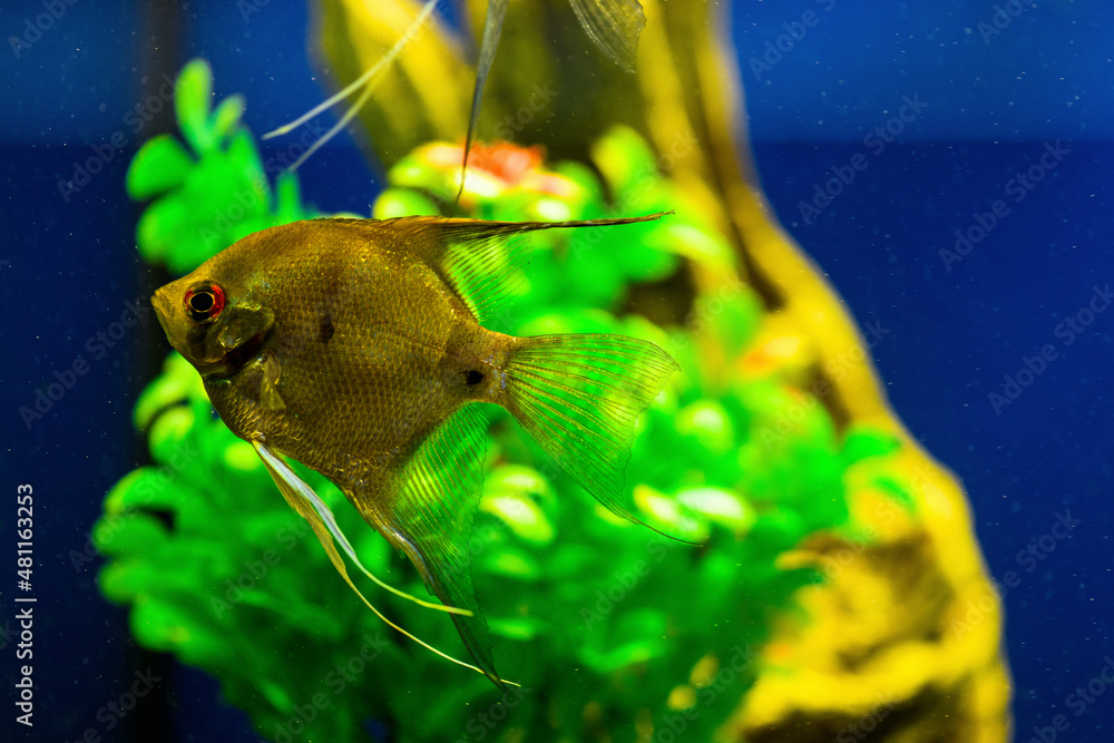 Angelfish Pterophyllum scalare. Scalar fish swims in aquarium on a blue ...