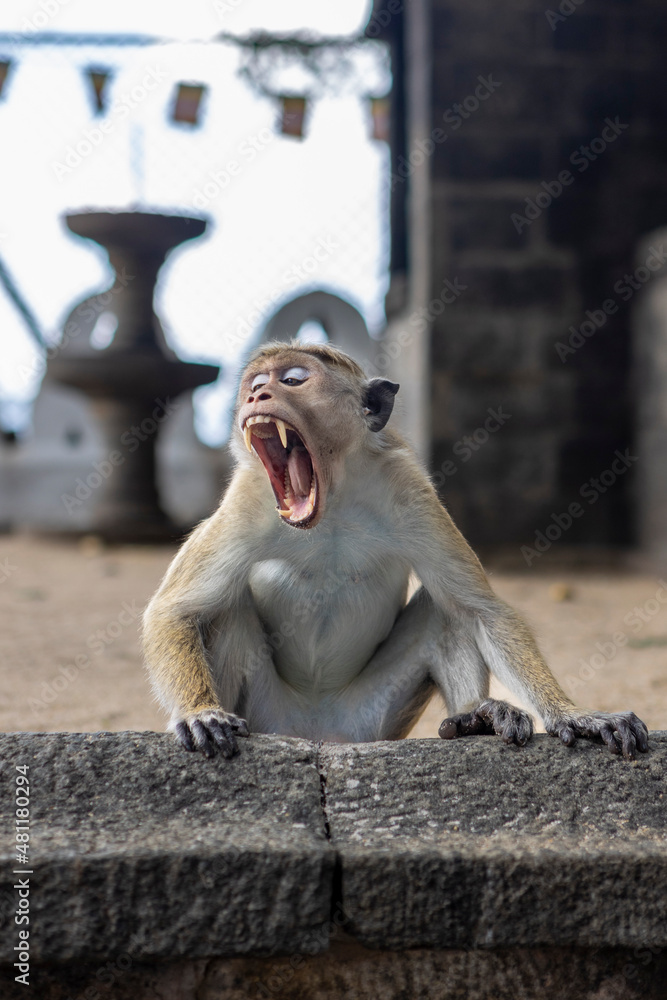 Sri Lanka. A cute monkey sits with his mouth open and shows his fangs ...
